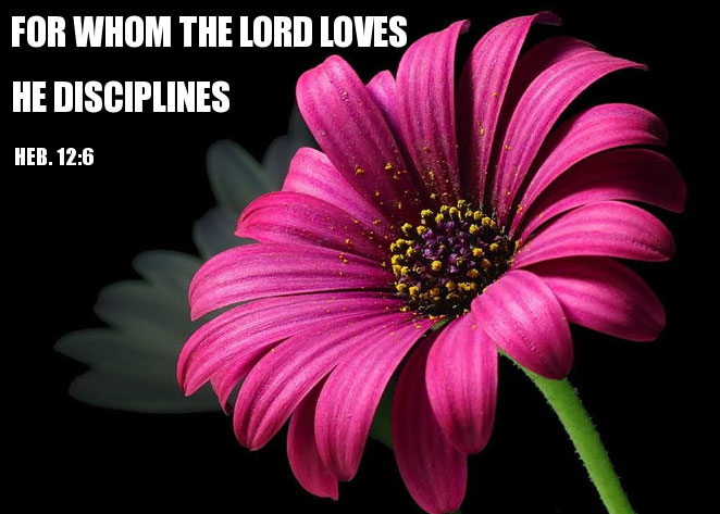 Seeing that We are under the Discipline of the Holy Spirit